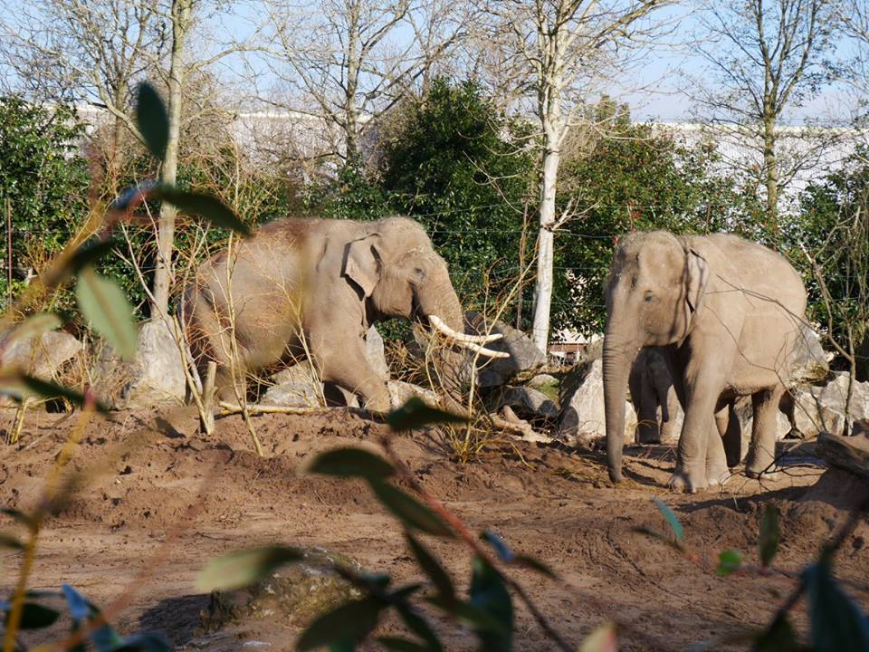 Chester Zoo – Your Own Set of Wings